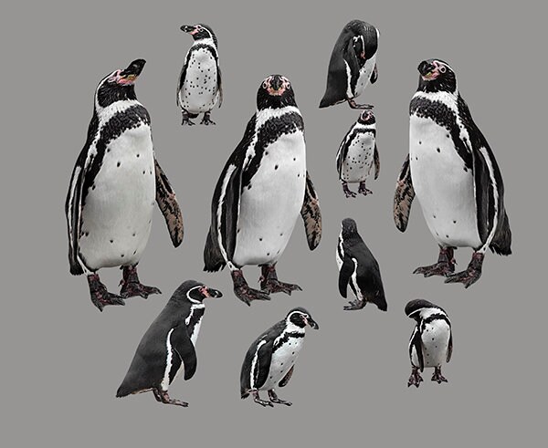 Penguins Overlay, Photo Overlay, Digital Overlay, Birds Overlay ...