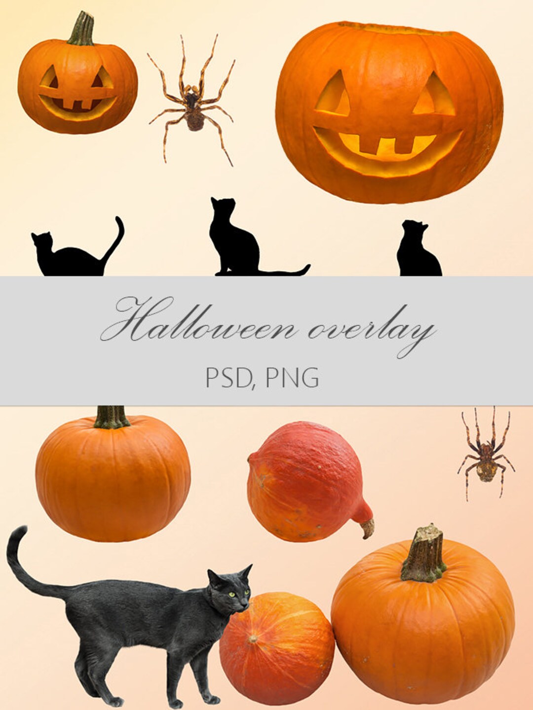 Halloween Overlays Photo Overlays Pumpkin Overlay Spider - Etsy