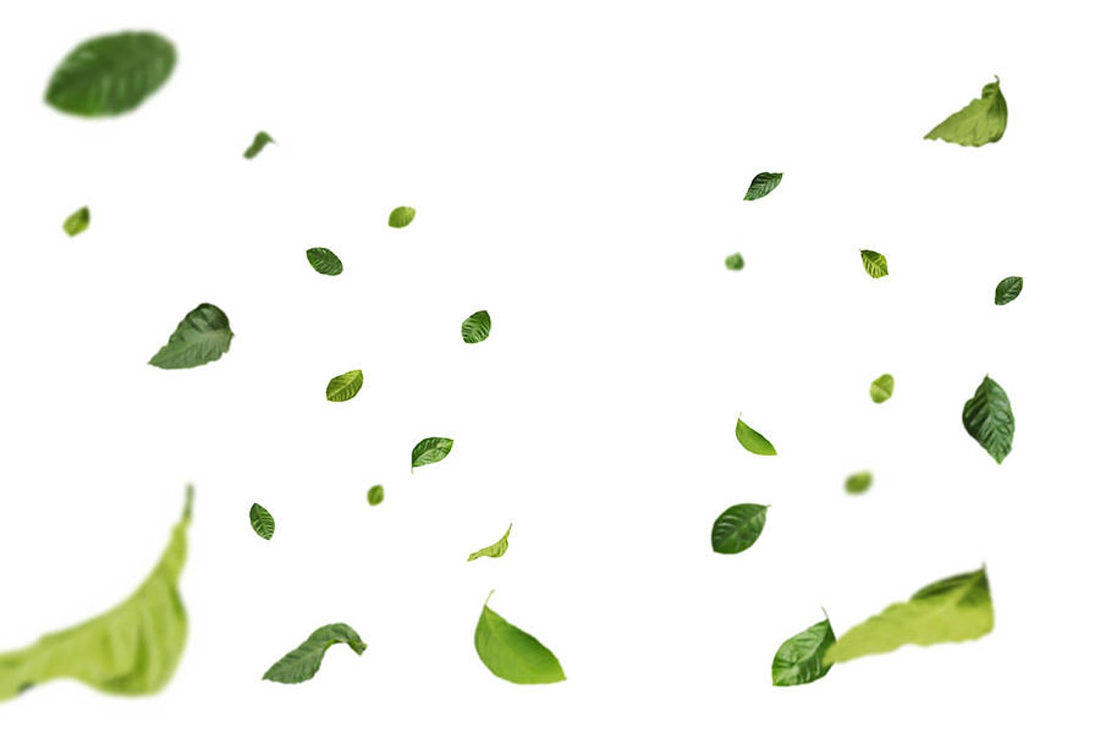 Falling Leaves Overlays, Digital Overlay, Photography Overlays, Green ...