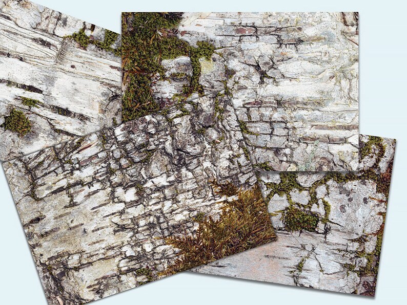 Birch Bark Textures, Natural Birch Bark,digital Paper, White Birch Tree ...