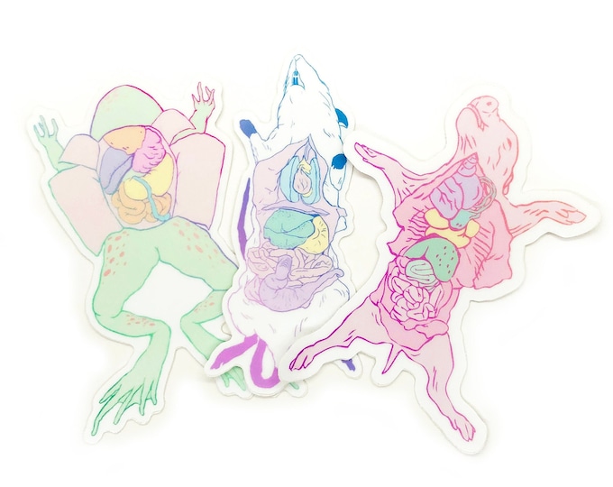 Dissection Vinyl Sticker Dissected Frog, Dissected Pig, Dissected Rat, Science Sticker, Biology ...