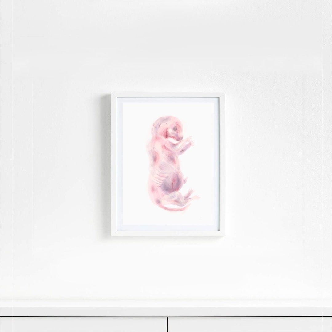 8x10 Archival Cat Fetus Art Print Science Anatomy - Etsy