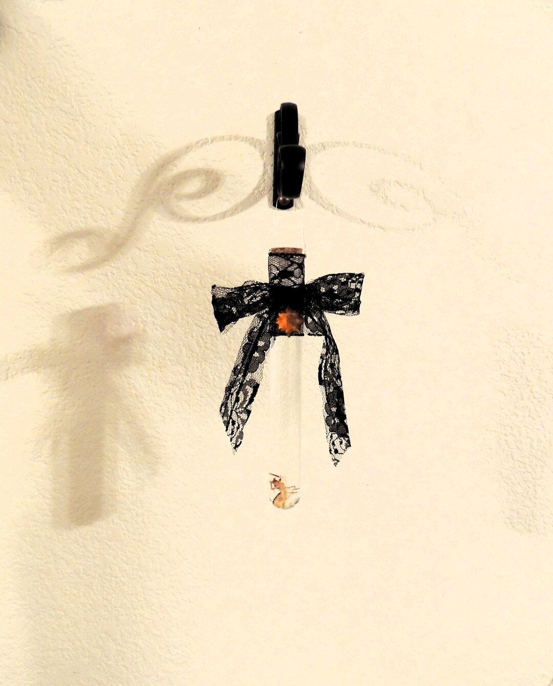 Wet Specimen Camel Spider Arizona Sun Spider Wind Scorpion - Etsy