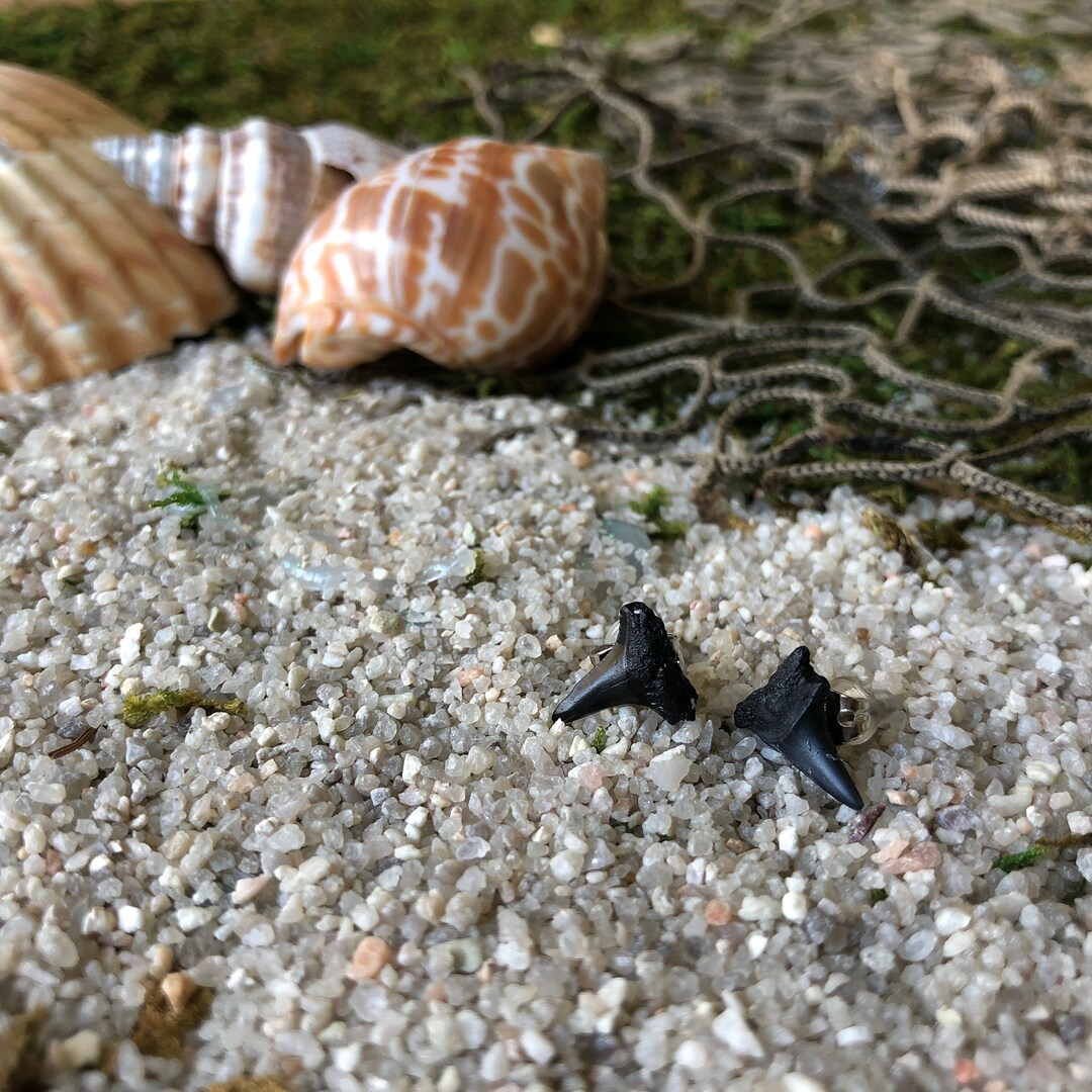The bite Me Shark Tooth Studs Shark Tooth Earrings Shark Teeth Stud ...