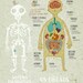 Original EDUCATIONAL Human Body Wall Art Printing Poster - Etsy