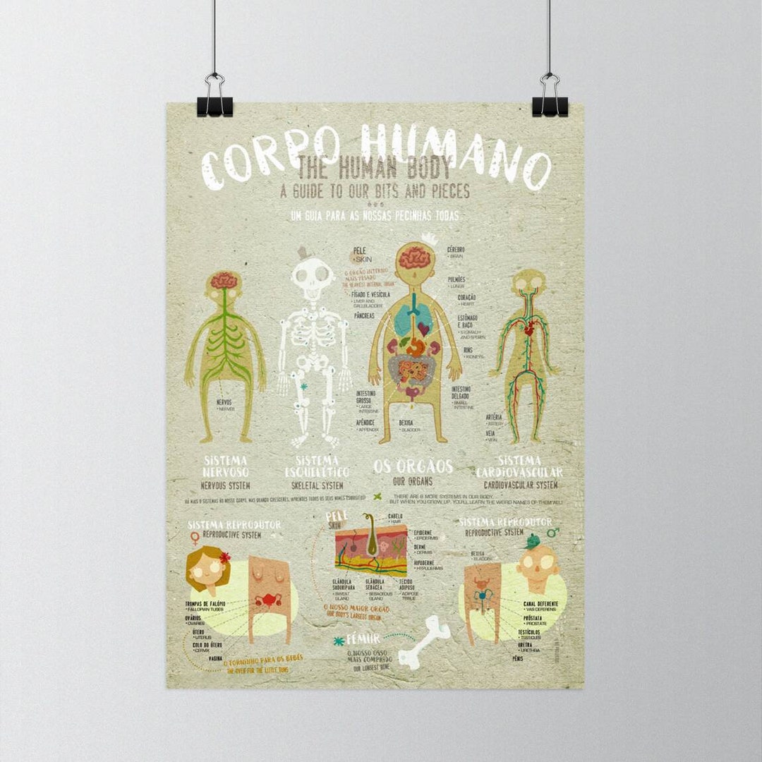 Original EDUCATIONAL Human Body Wall Art Printing Poster Illustration ...
