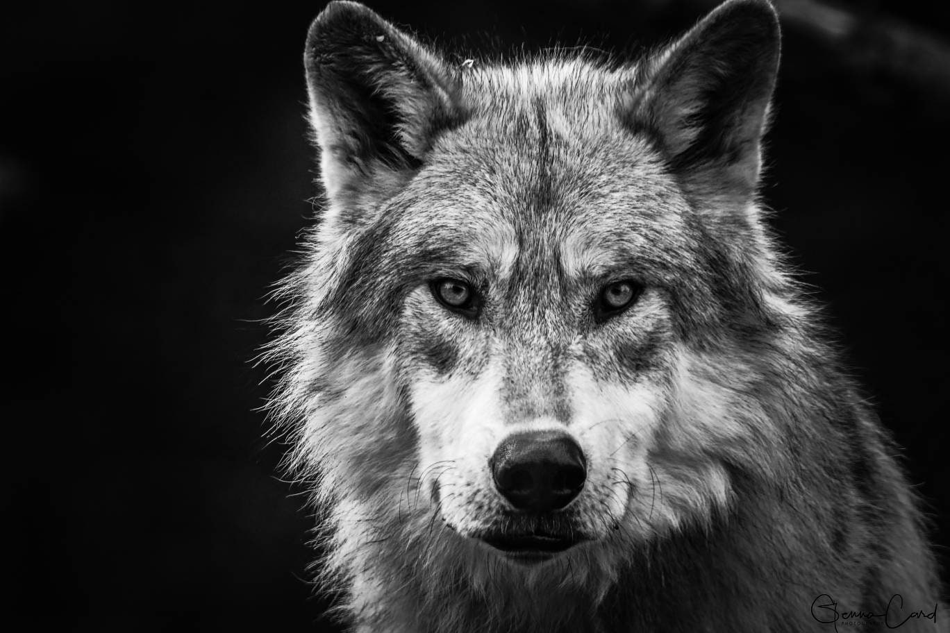 Black And White Wolf