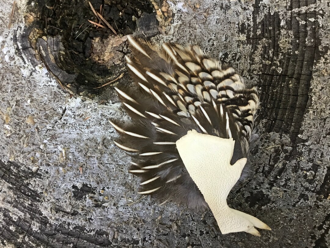 Taxidermy Jewelry Quail Feathers and Turtle Bone Pin - Etsy