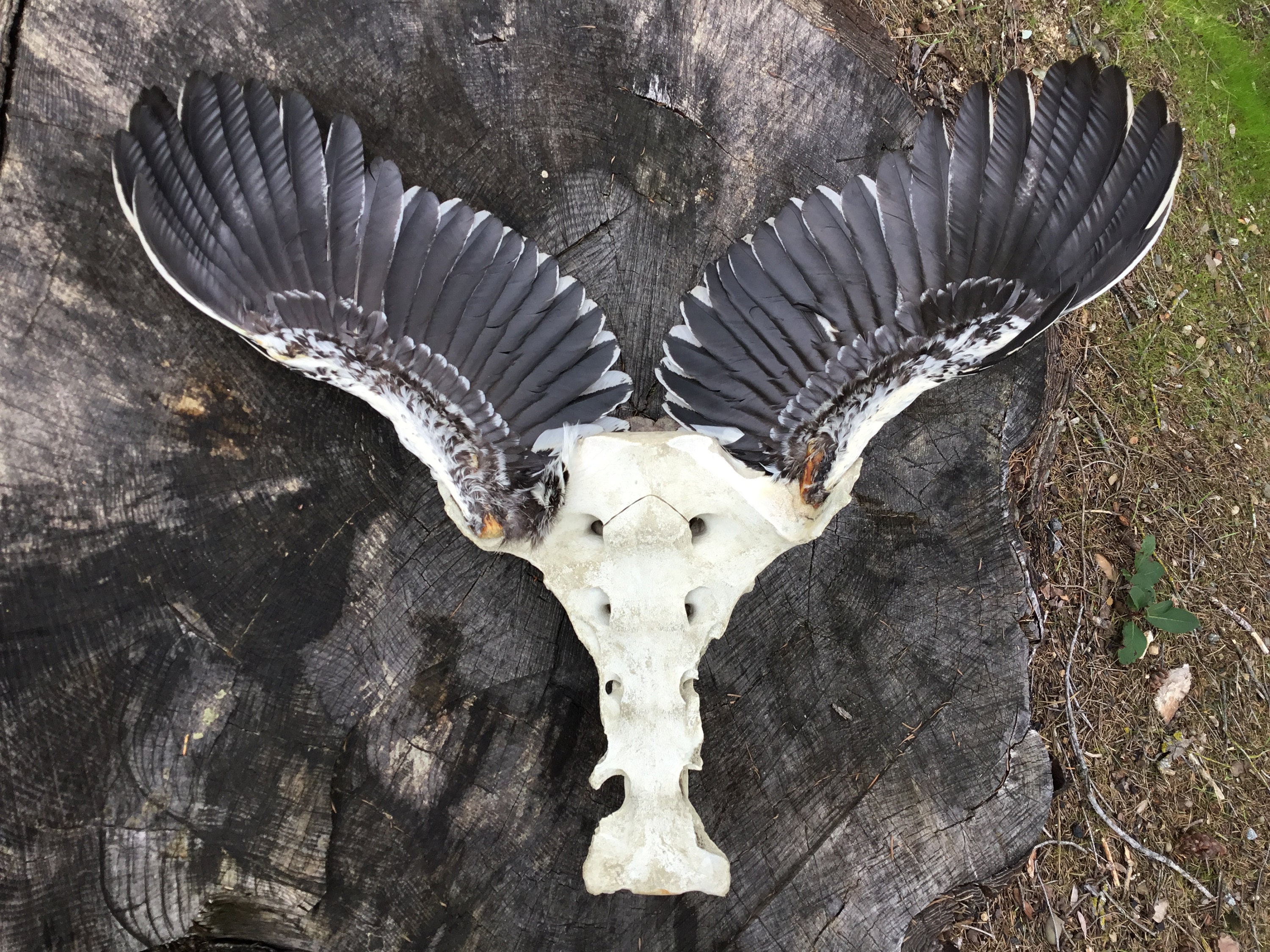 Taxidermy Wall Art Chicken Wings With Cow Sacrum and - Etsy UK