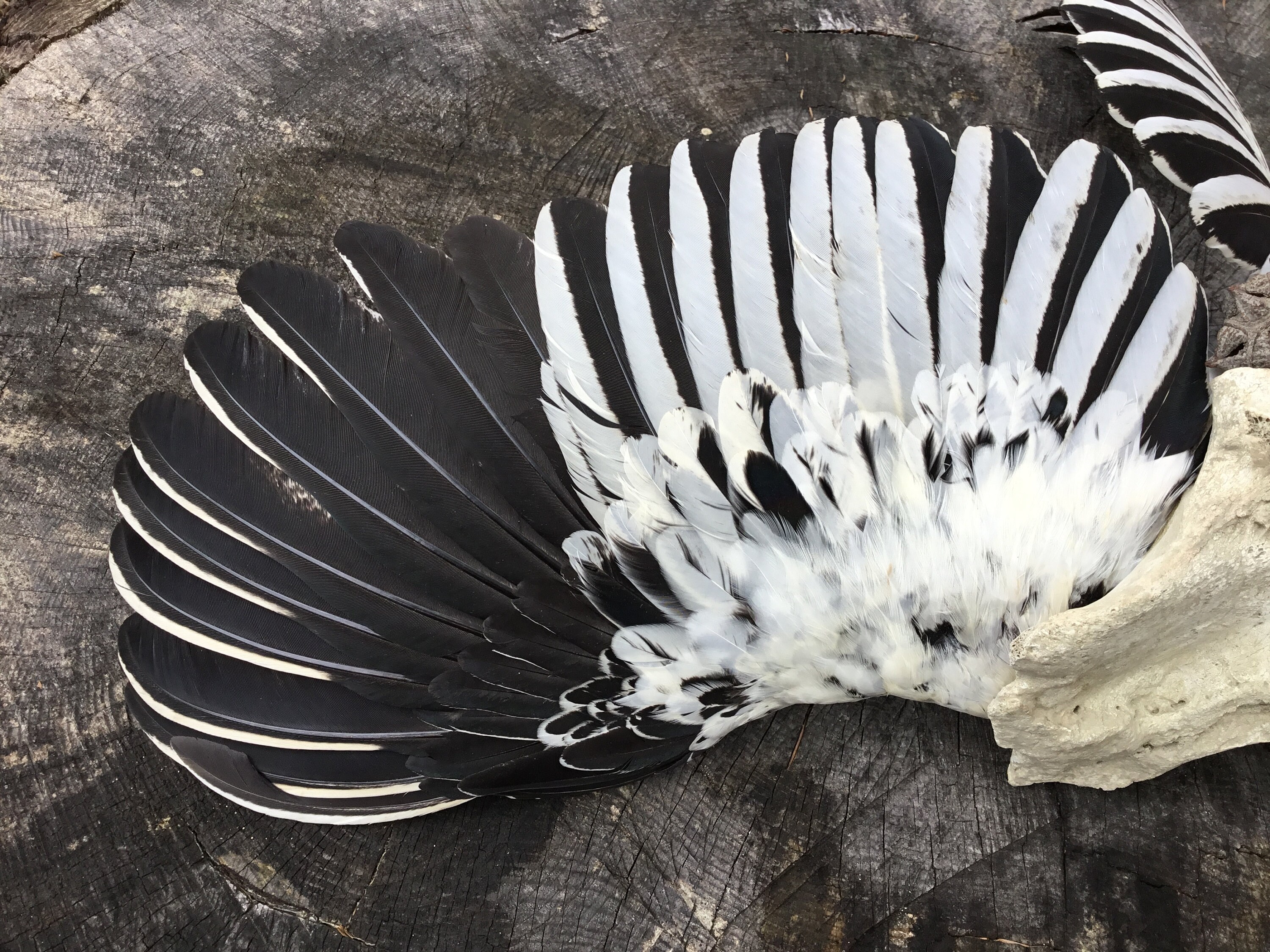 Taxidermy wall art chicken wings with cow sacrum and | Etsy