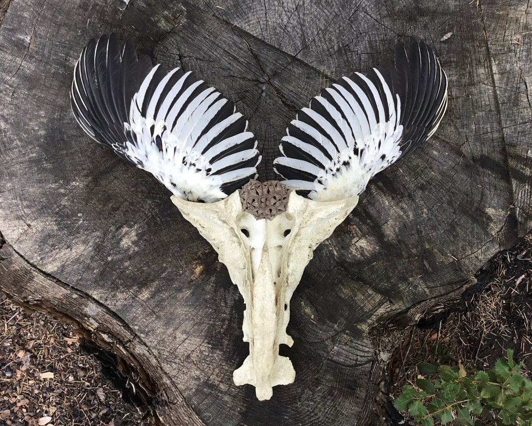 Taxidermy Wall Art Chicken Wings With Cow Sacrum and Eucalyptus Seed ...
