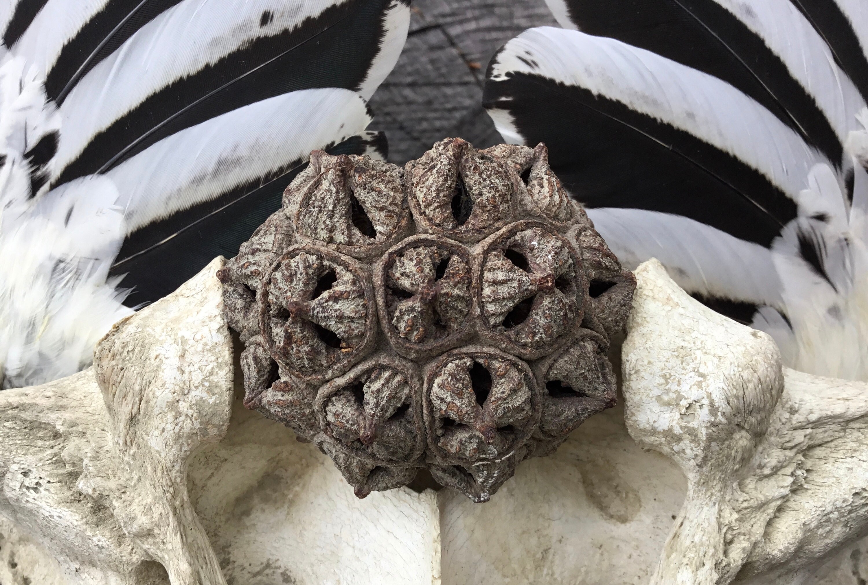 Taxidermy Wall Art Chicken Wings With Cow Sacrum and - Etsy UK