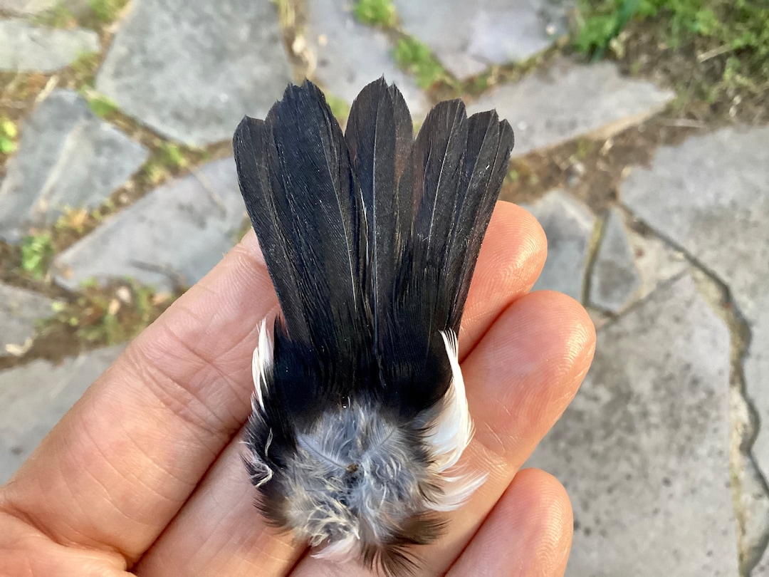 Taxidermy Bird, Taxidermy Tails, Real Bird Tails, Real Tails, 2 1/4 X 1 ...