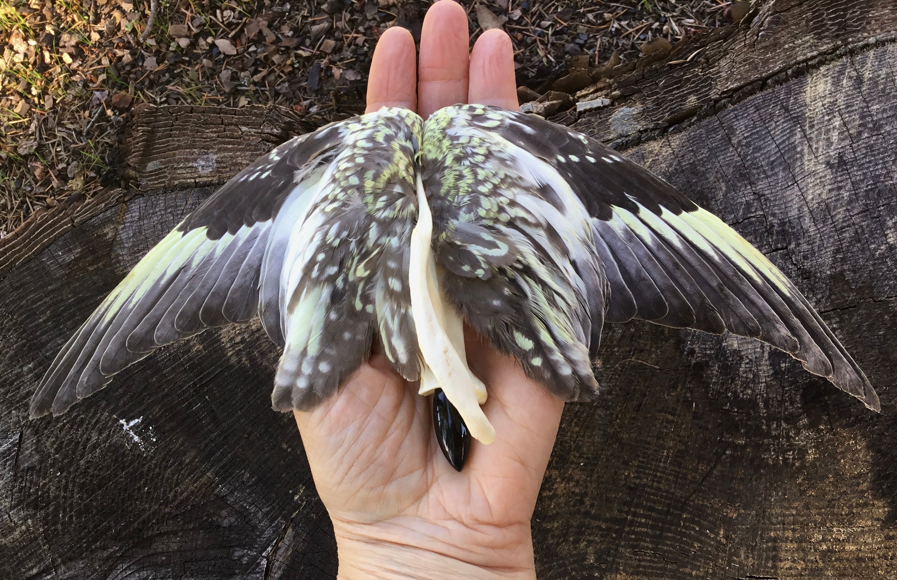 Real People With Real Wings