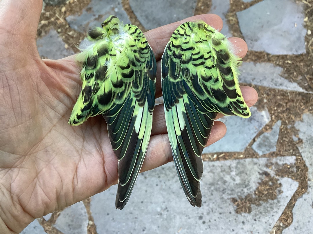 Taxidermy Bird Wings, Real Bird Wings, Real Wings, Parakeet Wings, 4 X ...