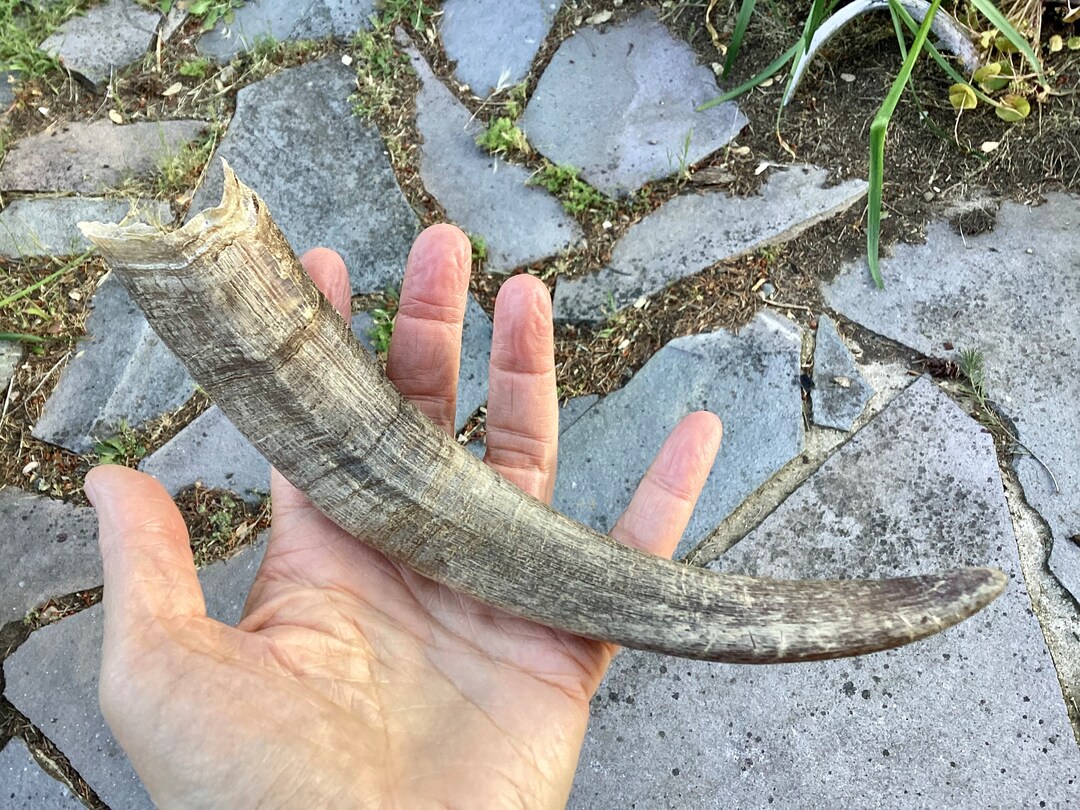 Goat Horn, Real Horn, Horns, Real Goat Horns, 9” X 1 1/2” - Etsy