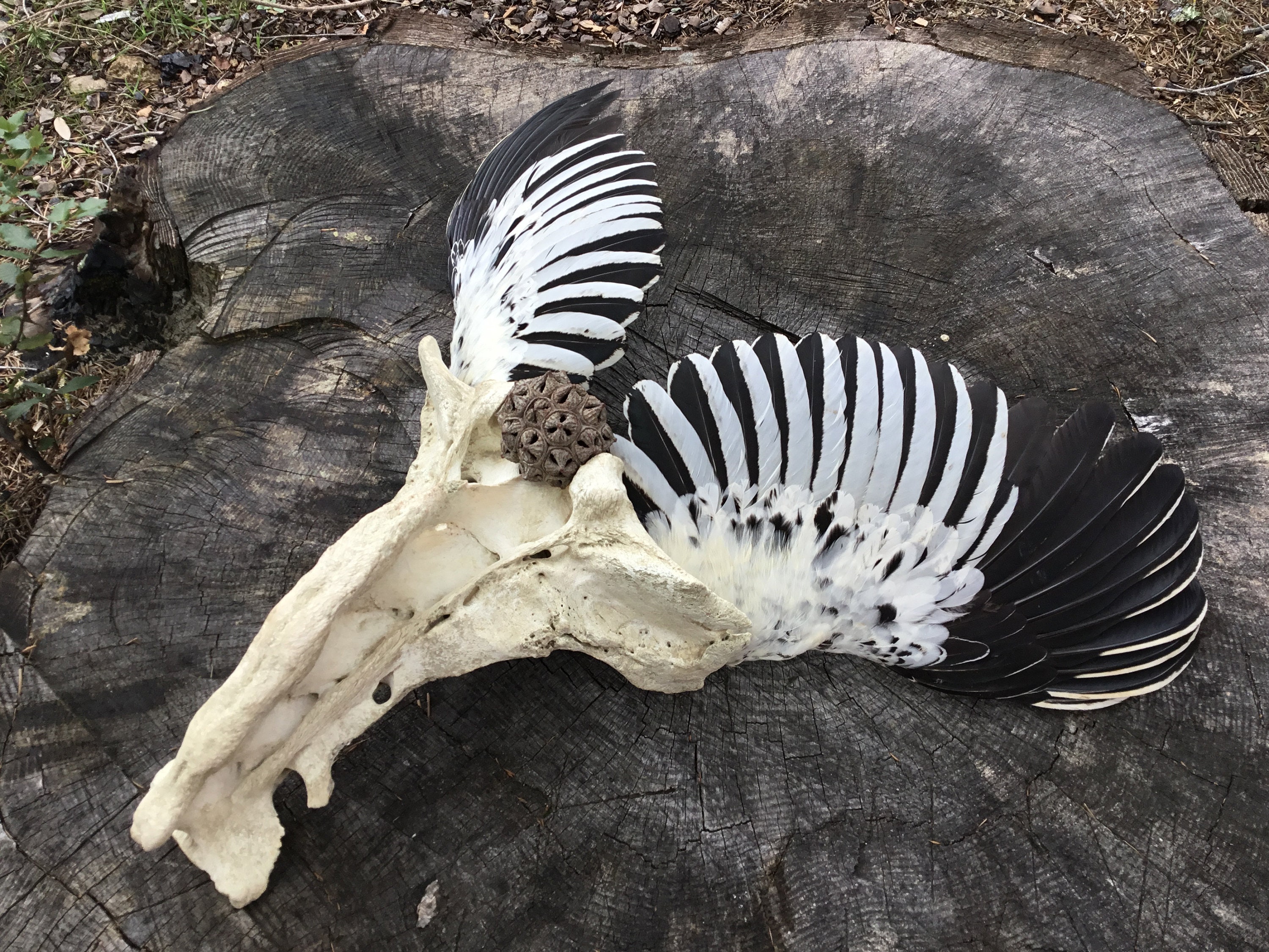 Taxidermy Wall Art Chicken Wings With Cow Sacrum and - Etsy UK