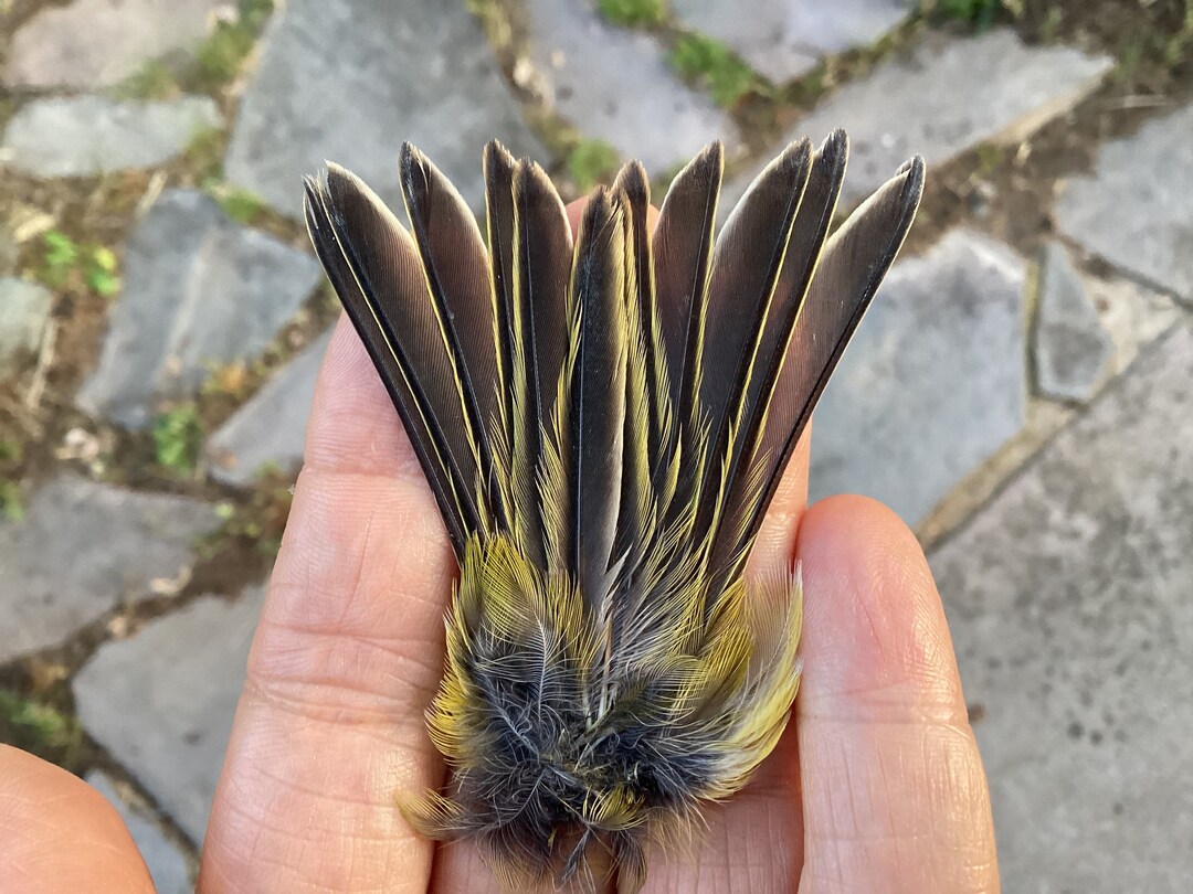 Taxidermy Bird Tail, Taxidermy Bird, Real Bird Tail, Real Tail, 2 1/2 X ...