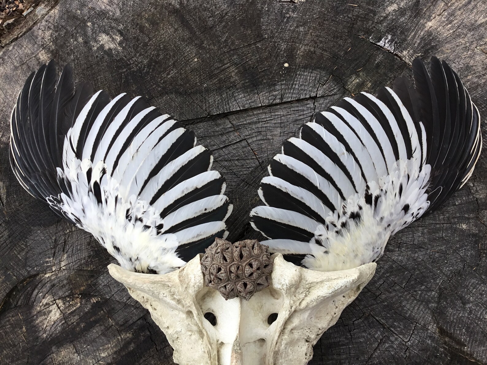 Taxidermy Wall Art Chicken Wings With Cow Sacrum and - Etsy UK