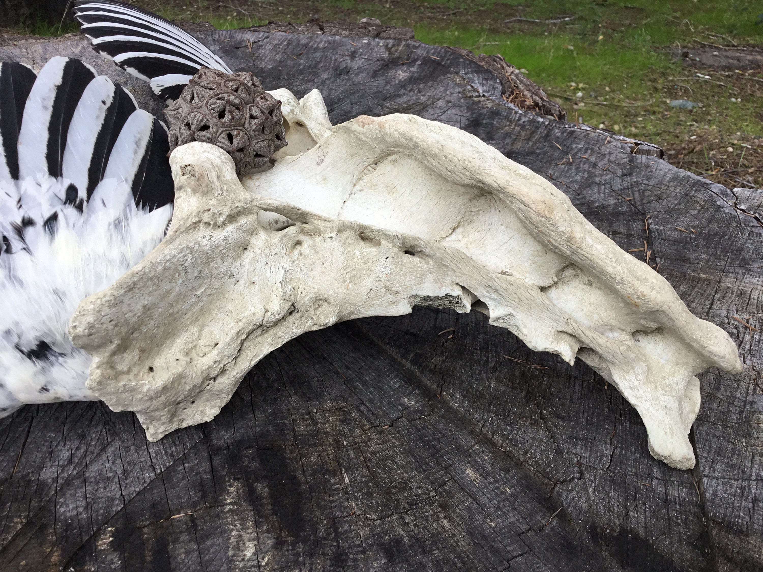 Taxidermy Wall Art Chicken Wings With Cow Sacrum and - Etsy UK