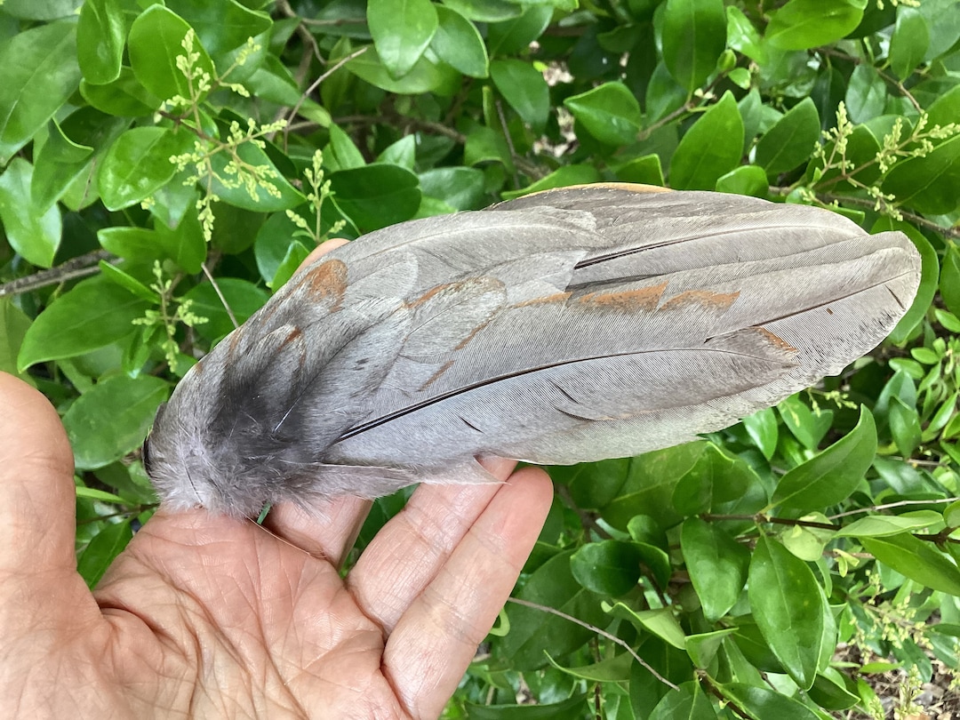 Taxidermy Bird Wings, Real Bird Wing, Chicken Wing, Partial Wing, 8” X ...