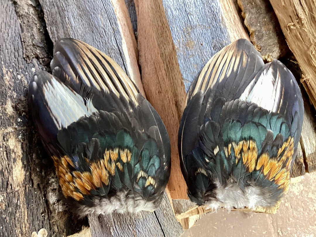 Taxidermy Bird Wings Real Bird Wings Real Chicken Wings 9 - Etsy
