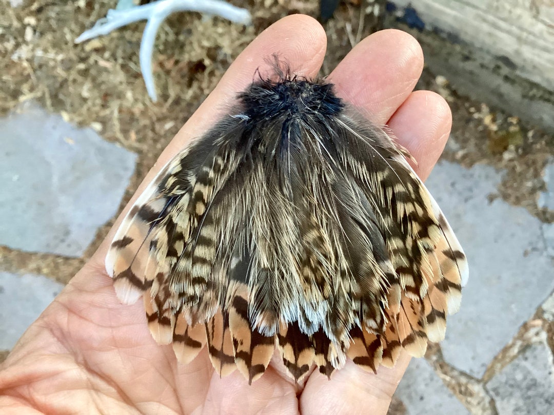 Taxidermy Bird Tails, Real Bird Tail, Real Tail, 2 1/2 X 3 - Etsy