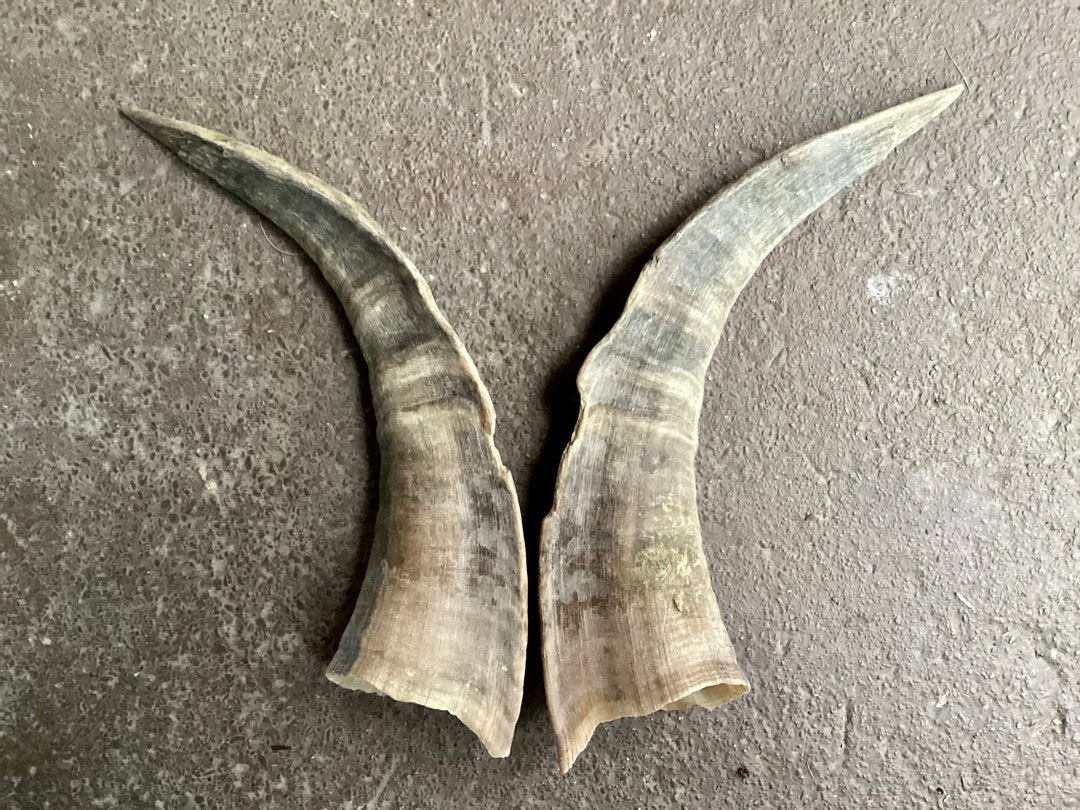 Real Goat Horns Horns Raw Goat Horns Large Horns - Etsy