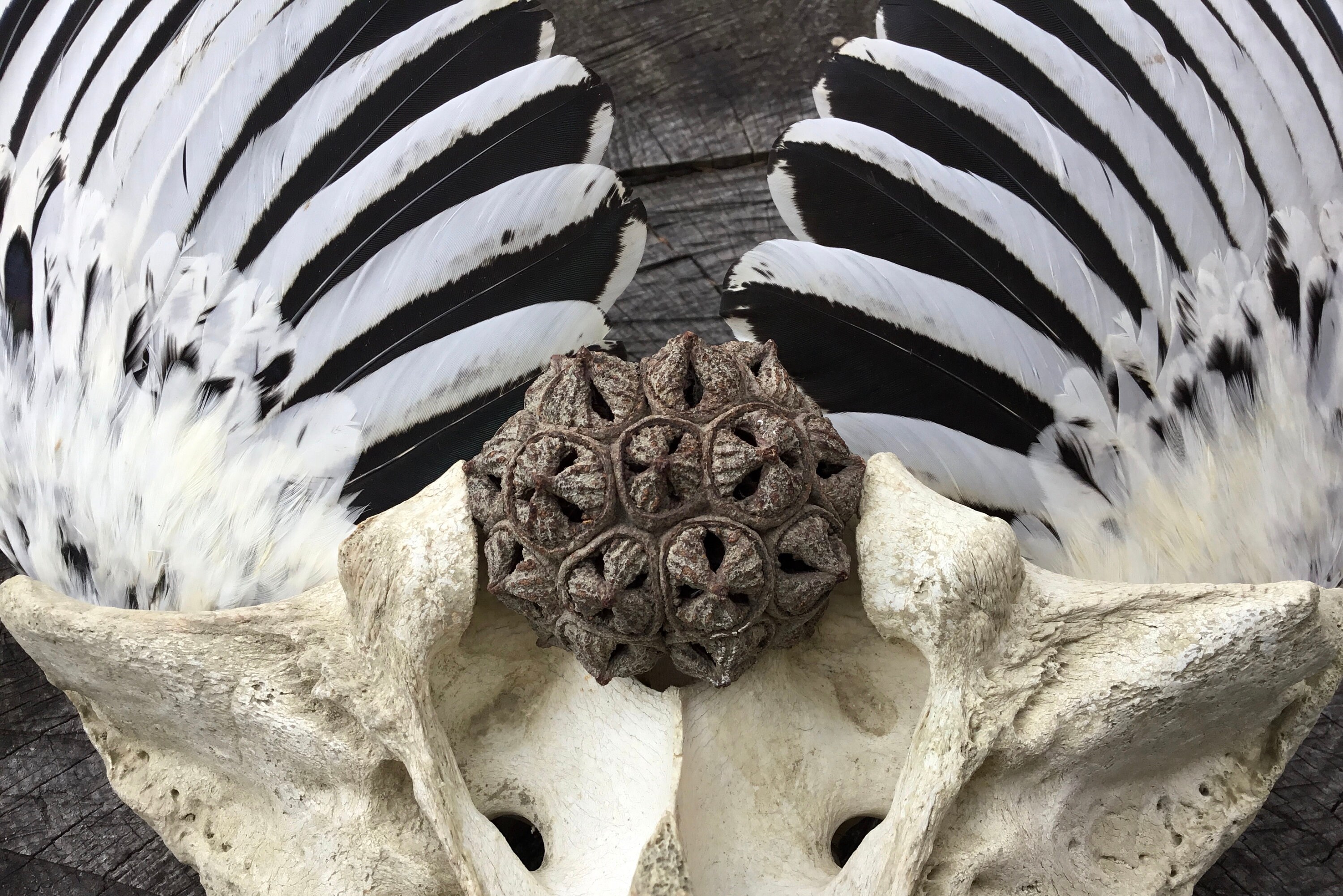 Taxidermy wall art chicken wings with cow sacrum and | Etsy