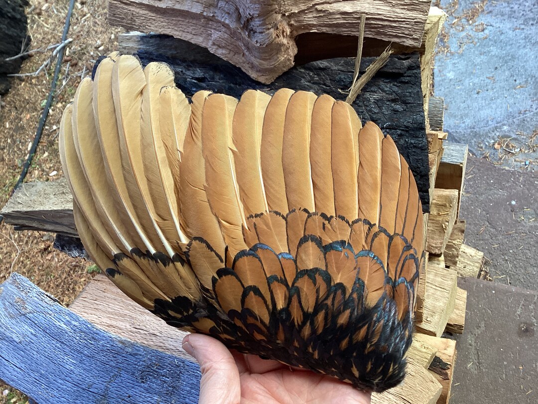 Taxidermy Bird Wings Smudge Wing Real Bird Wings Real - Etsy