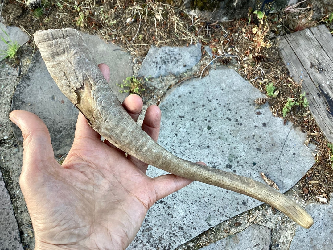 Real Goat Horn, Real Horns, Goat Horn, 11 X 1 1/2 - Etsy