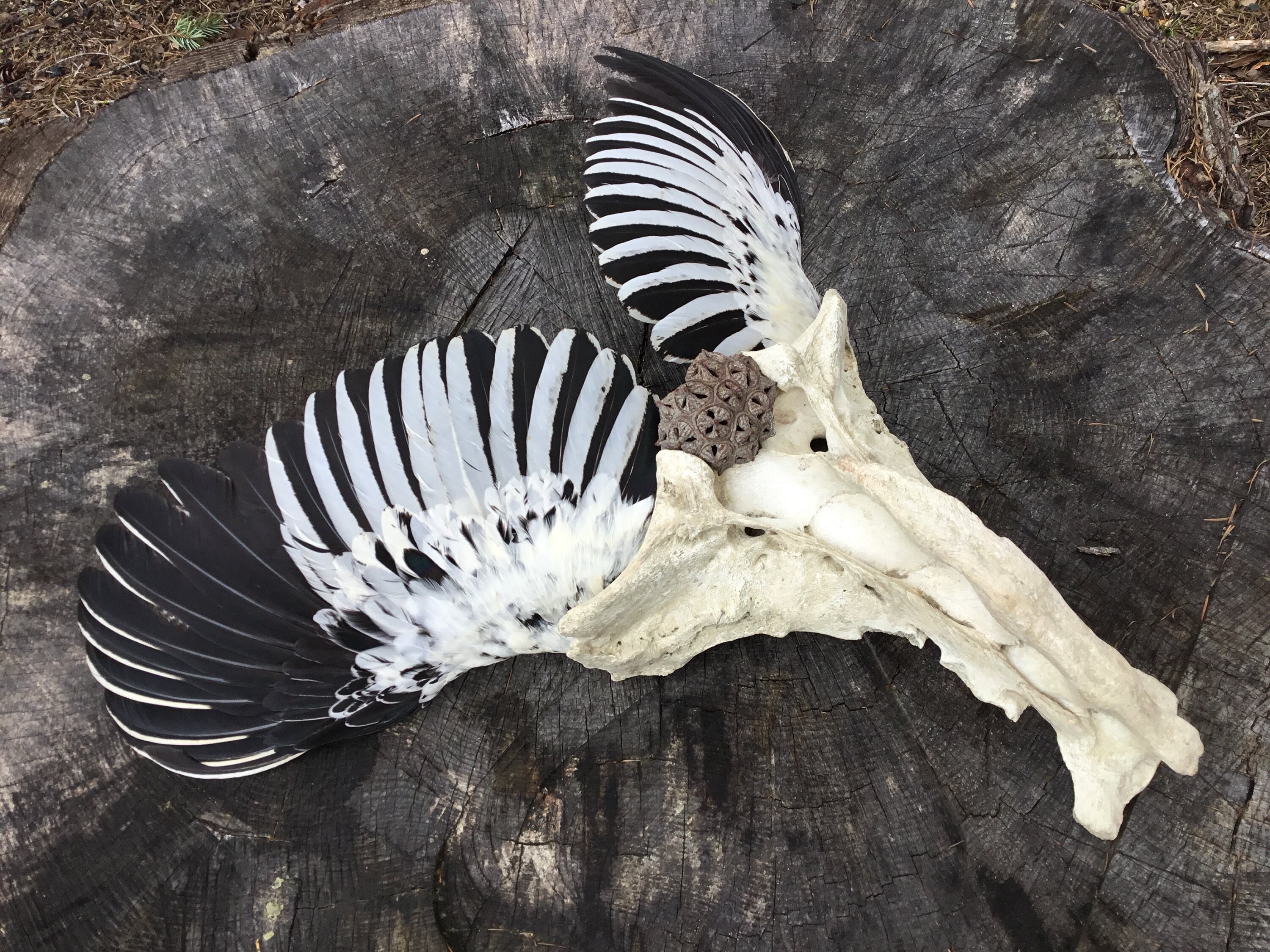 Taxidermy Wall Art Chicken Wings With Cow Sacrum and - Etsy UK