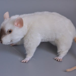Dumbo Rat in Realistic Style, MADE TO ORDER, Animal Art Doll, Stuffed ...