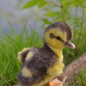 Plush Duckling MADE TO ORDER, Realistic Animals, Plushie Duck, Stuffed ...