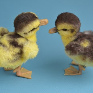 Plush Duckling MADE TO ORDER, Realistic Animals, Plushie Duck, Stuffed ...
