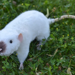 Dumbo Rat in Realistic Style, MADE TO ORDER, Animal Art Doll, Stuffed ...