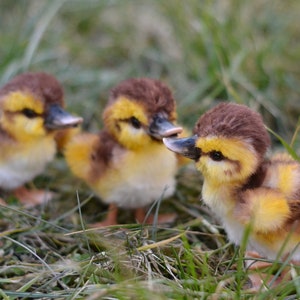 Plush Duckling MADE TO ORDER, Realistic Animals, Plushie Duck, Stuffed ...