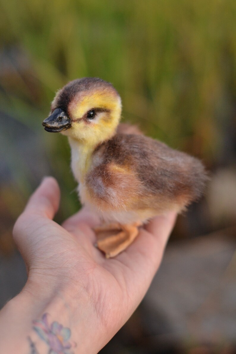 Plush Duckling MADE TO ORDER Realistic Animals Plushie Duck - Etsy Plush Duckling MADE TO ORDER Realistic Animals Plushie Duck - Etsy