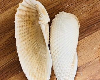10 RARE Angel Wing Shells From Ft Myers Beach FL - Etsy