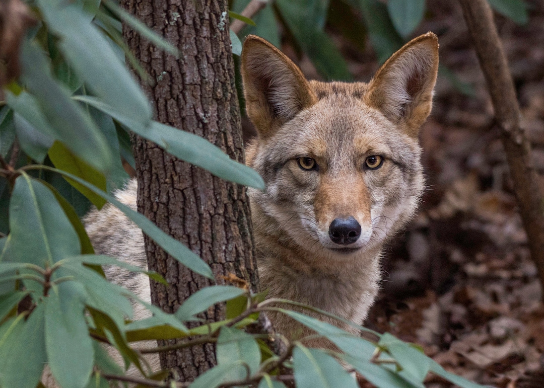 Coyote, Coyote Close, Wildlife, Wildlife Photography, Nature - Etsy