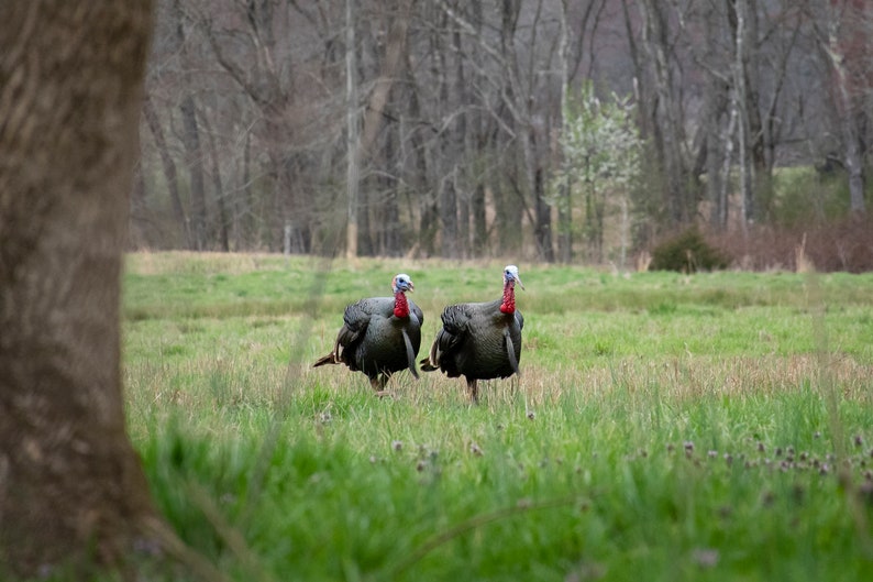 Wild Turkey, Turkey Hunting, Eastern Wild Turkey, April, Turkey Season ...
