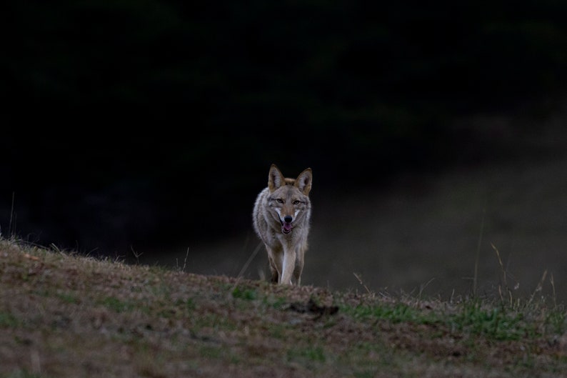 Coyote in Cattle Pasture, Coyote, Coyote Walking - Etsy
