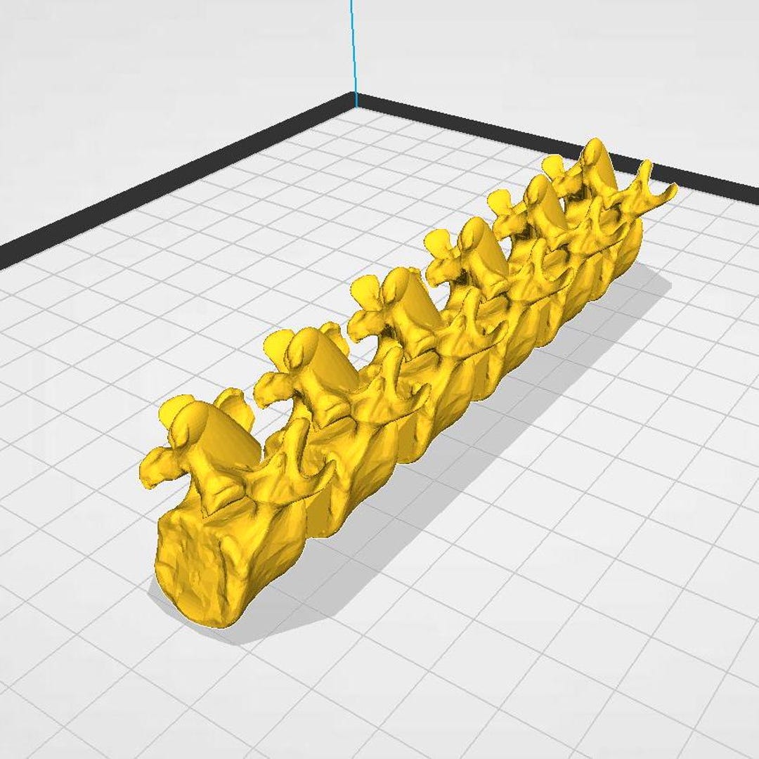 Fidget Toy Spine 3D Printing STL File - Human Anatomy Vertebrae ...
