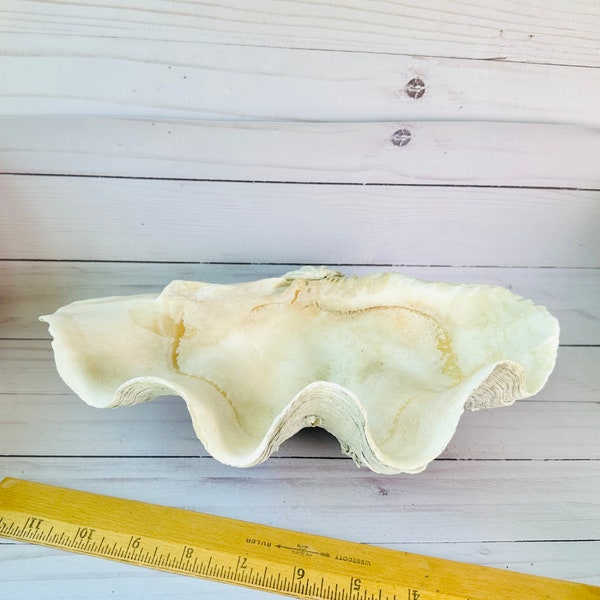 Giant Clam Shell - Etsy
