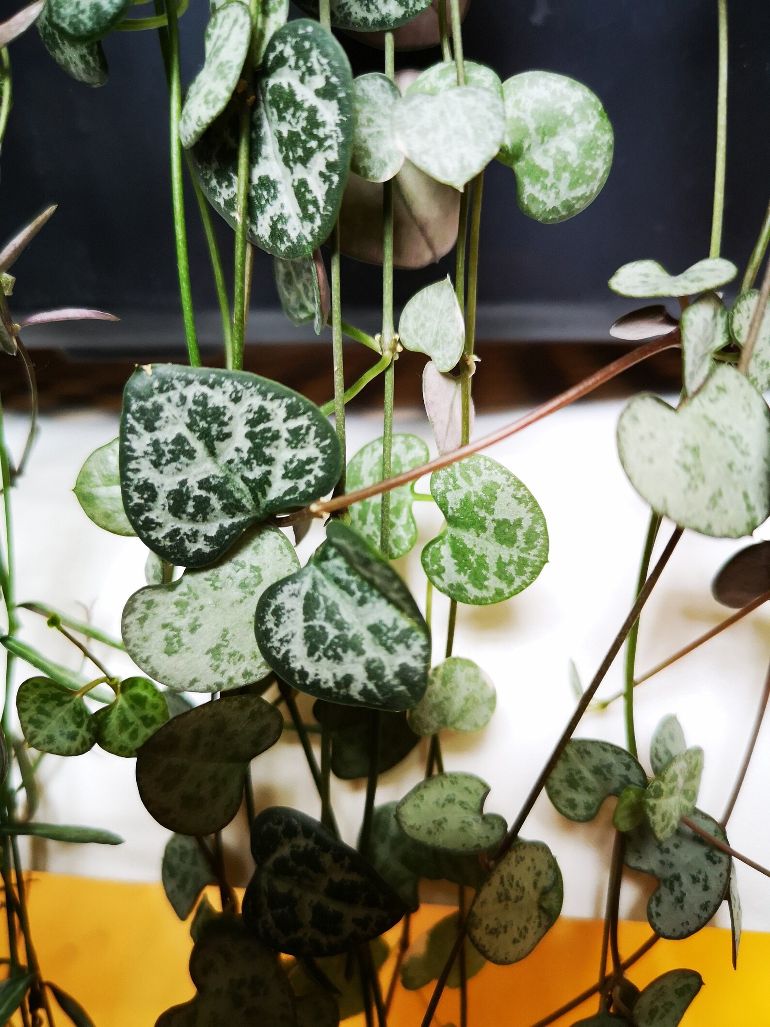 String of spades light - feryvillage