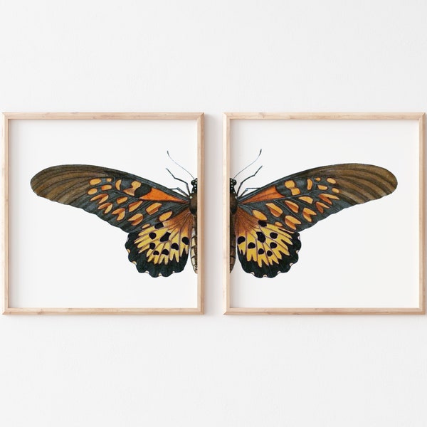 Split Butterfly Art - Etsy