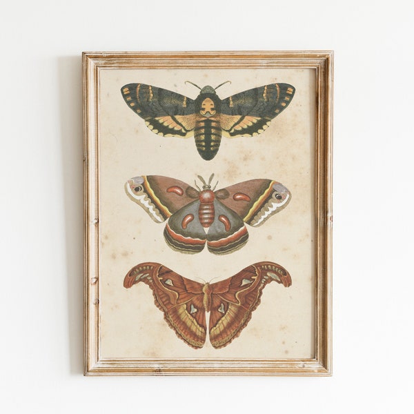 Antique Moth Print - Etsy