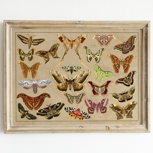 Vintage Moth Collage Print Dark Academia Decor Entomology Poster ...
