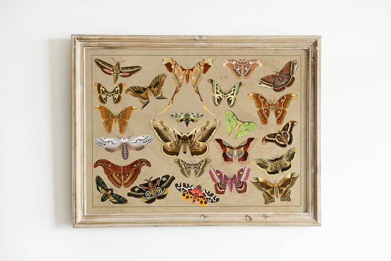 Vintage Moth Collage Print Dark Academia Decor Entomology - Etsy