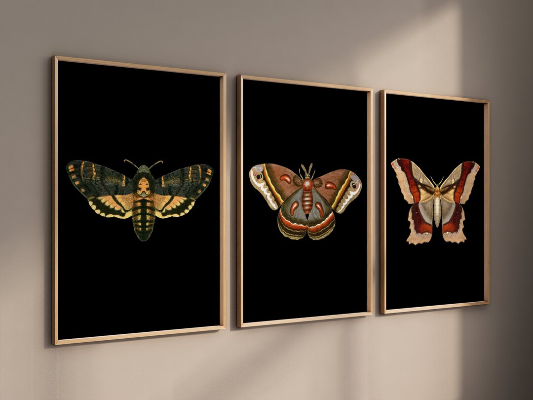 Set of 3 Vintage Moth Prints Dark Insect Art Entomology Posters Gallery ...